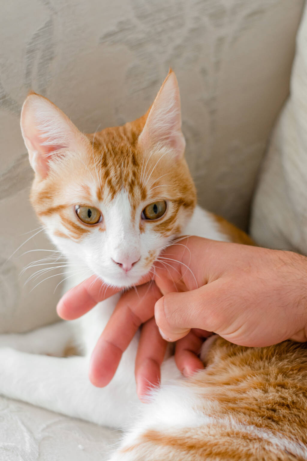 About Us – CATsNAP