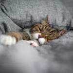 About Us – CATsNAP