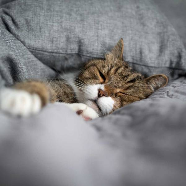 About Us – CATsNAP