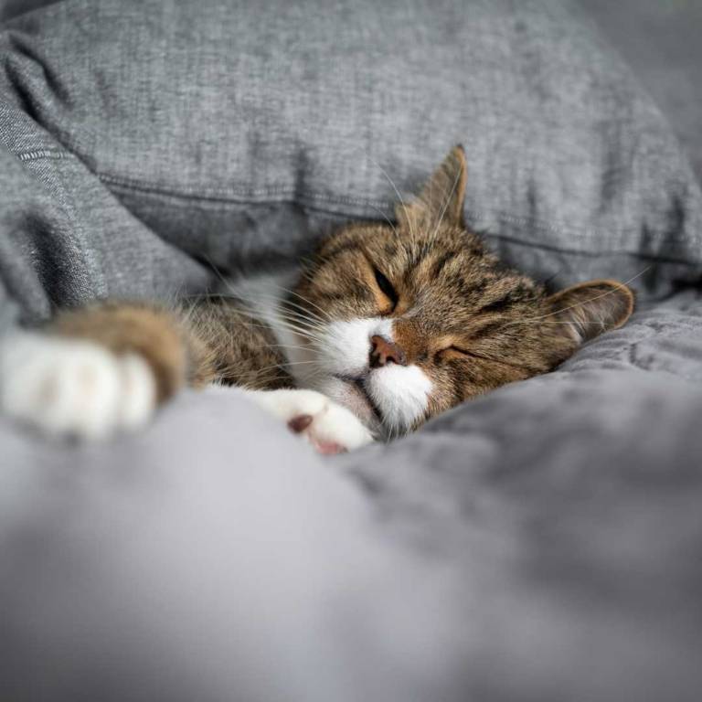 About Us – CATsNAP