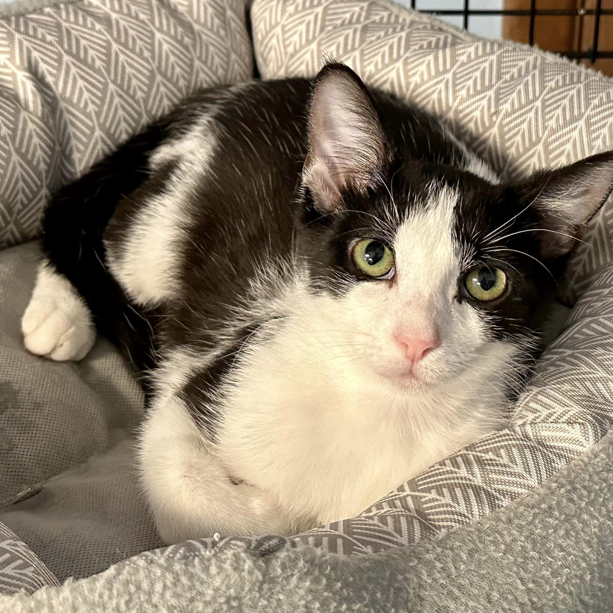 CATsNAP – Champaign Area Trap Spay Neuter and Adoption Program