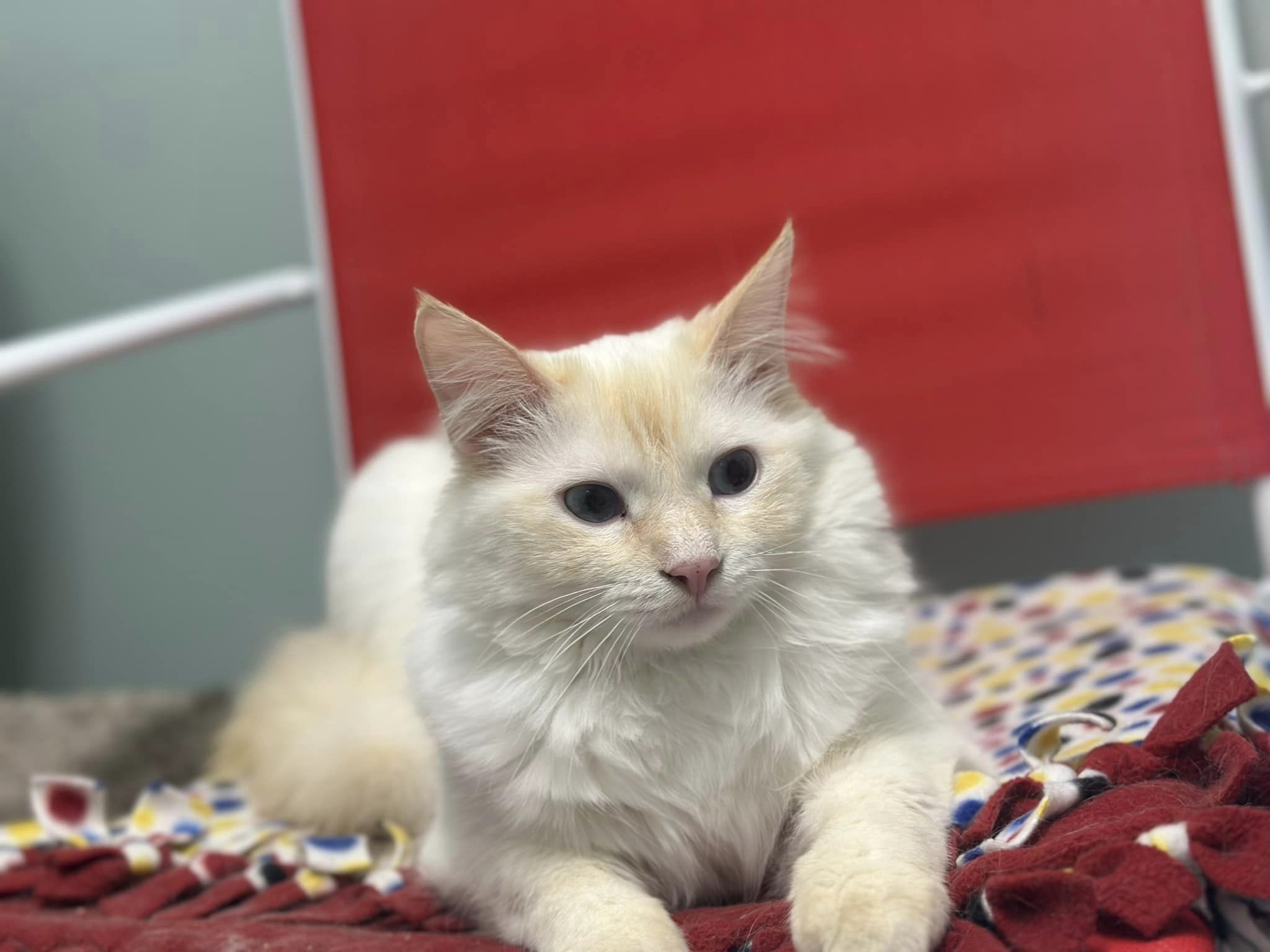 CATsNAP – Champaign Area Trap Spay Neuter and Adoption Program