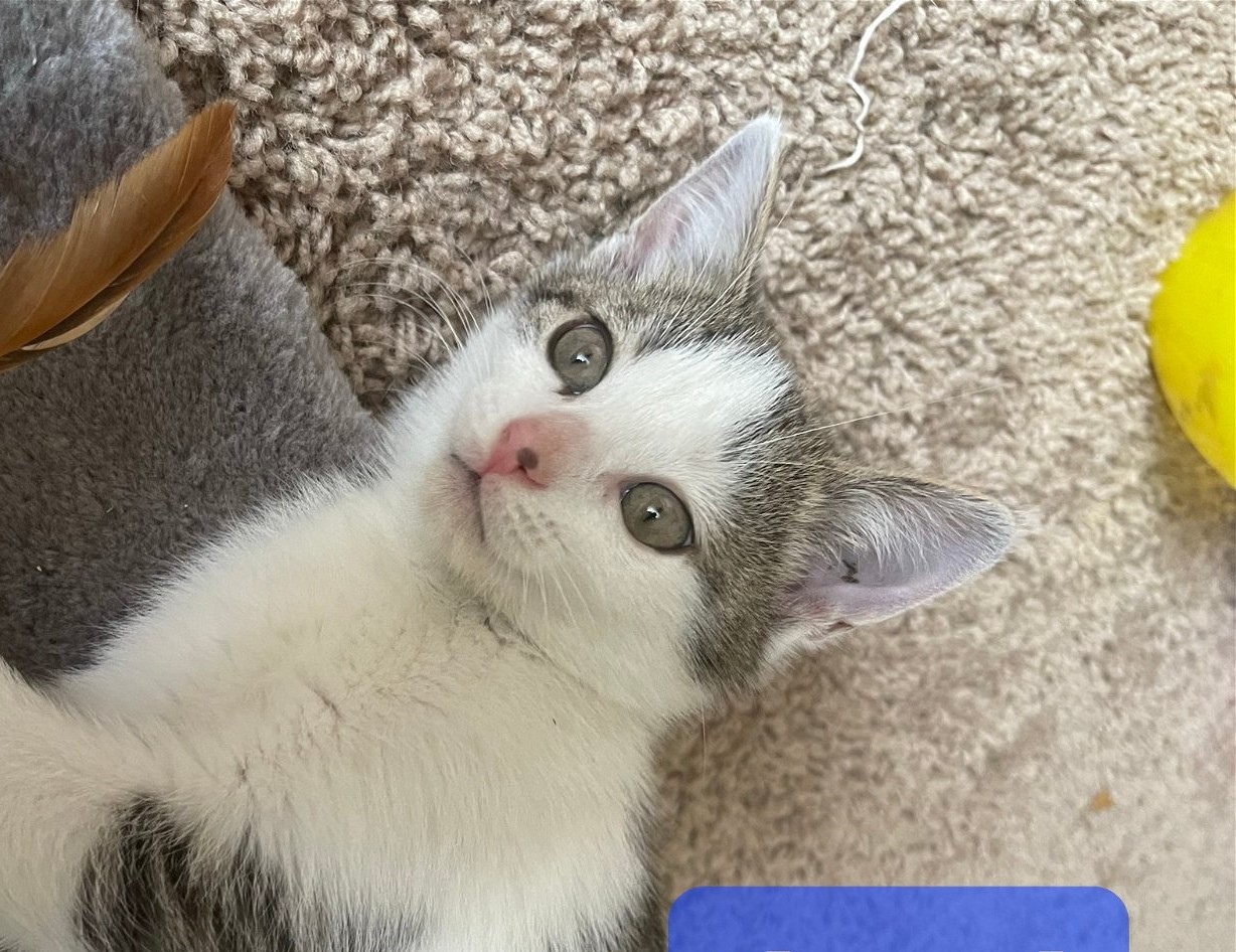 CATsNAP – Champaign Area Trap Spay Neuter and Adoption Program