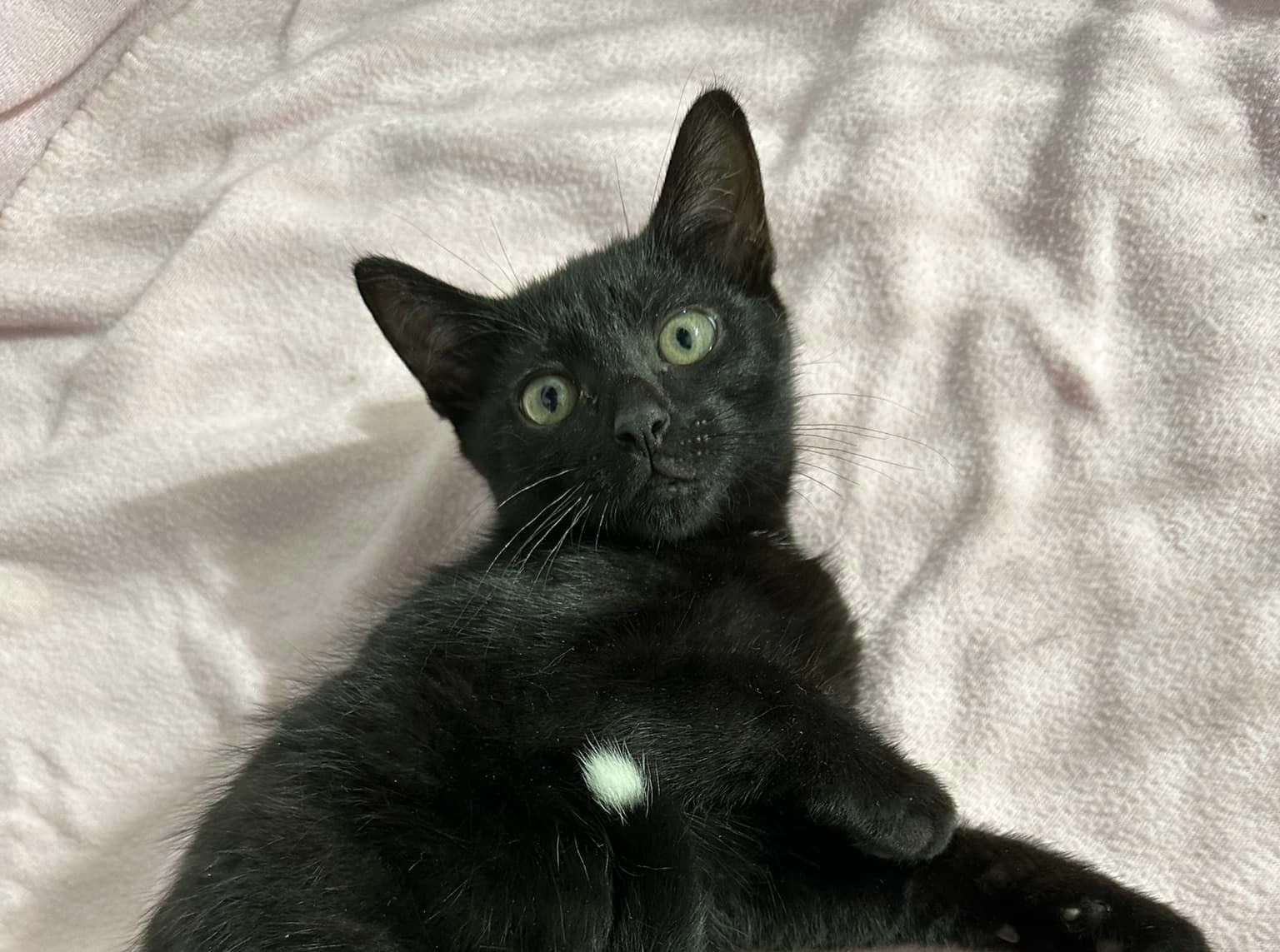 CATsNAP – Champaign Area Trap Spay Neuter and Adoption Program